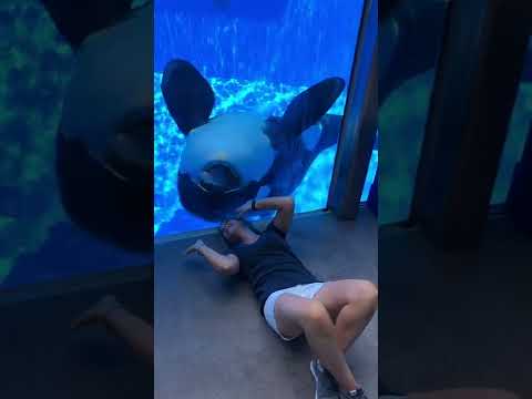 Orca Whale Dancing With Woman || PETASTIC 🐾 - YouTube