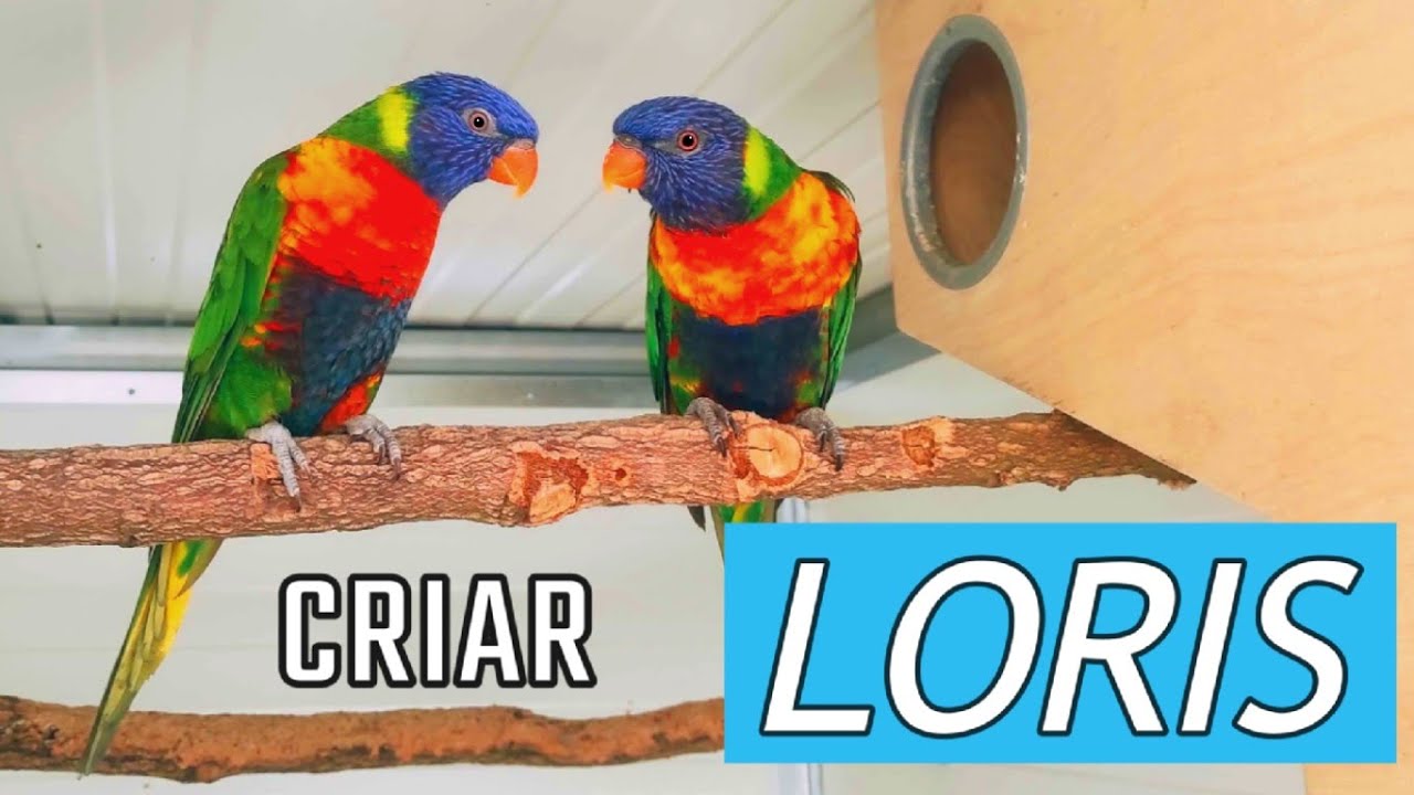 LORIS MOLUCANUS - É UM BOM PET? #loris #passaros - YouTube