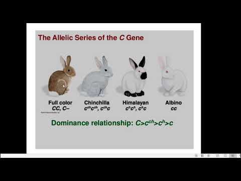 Multiple allelism in humans, rabbits and Drosophila- Dr. Seema Menon ...