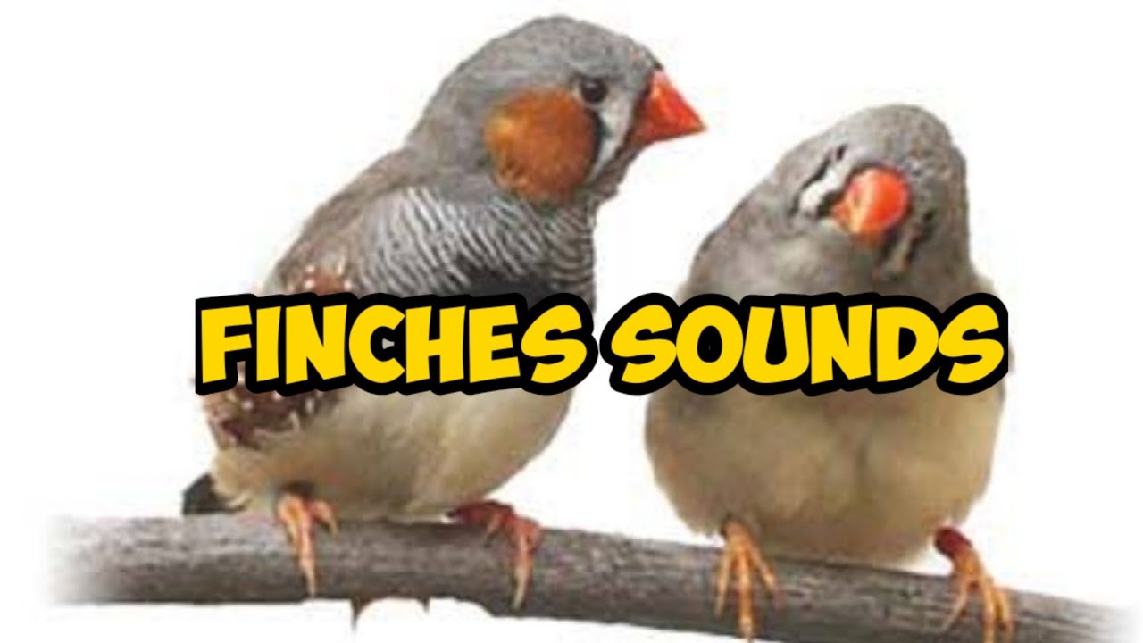 Finches Sounds different from Budgies | Finches Colony #finches #ar_999 ...