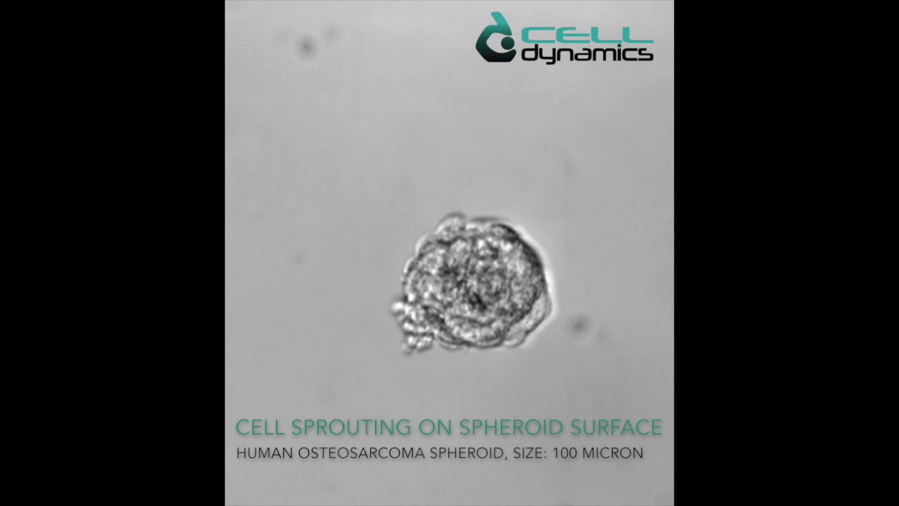 #CELLviewer Spheroid sprouting - YouTube