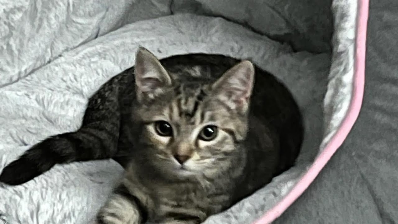 Kaden's ultimate battle with his cat Lulu 🐈🙀 (trailer) - YouTube