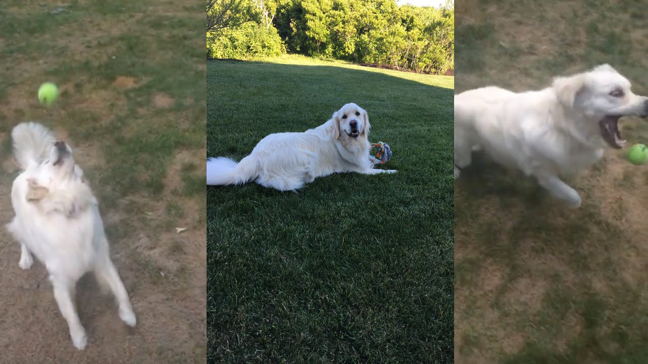 Funny Dog Fails at Catching Tennis Ball - YouTube