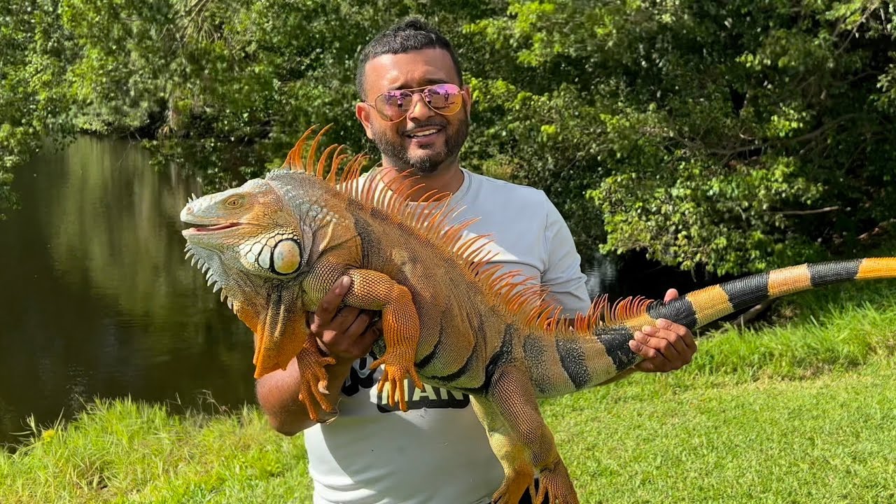 The day we got a 15 pound red iguana! Iguana hunting Florida - YouTube