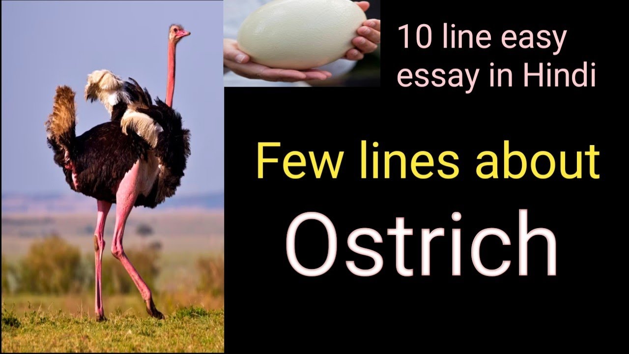 easy essay in Hindi/10 line easy essay on Hindi#ostrich#dharnifunclub ...