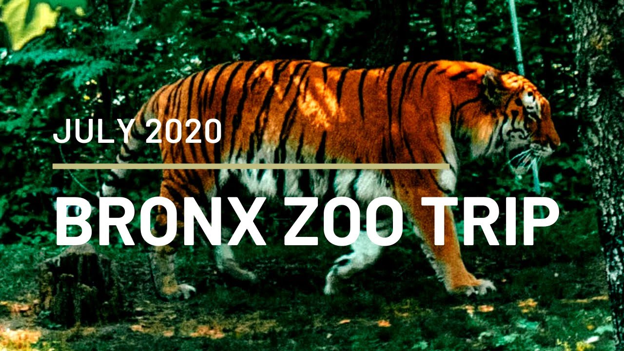 BRONX ZOO TRIP JULY 2020 *masked up* - YouTube