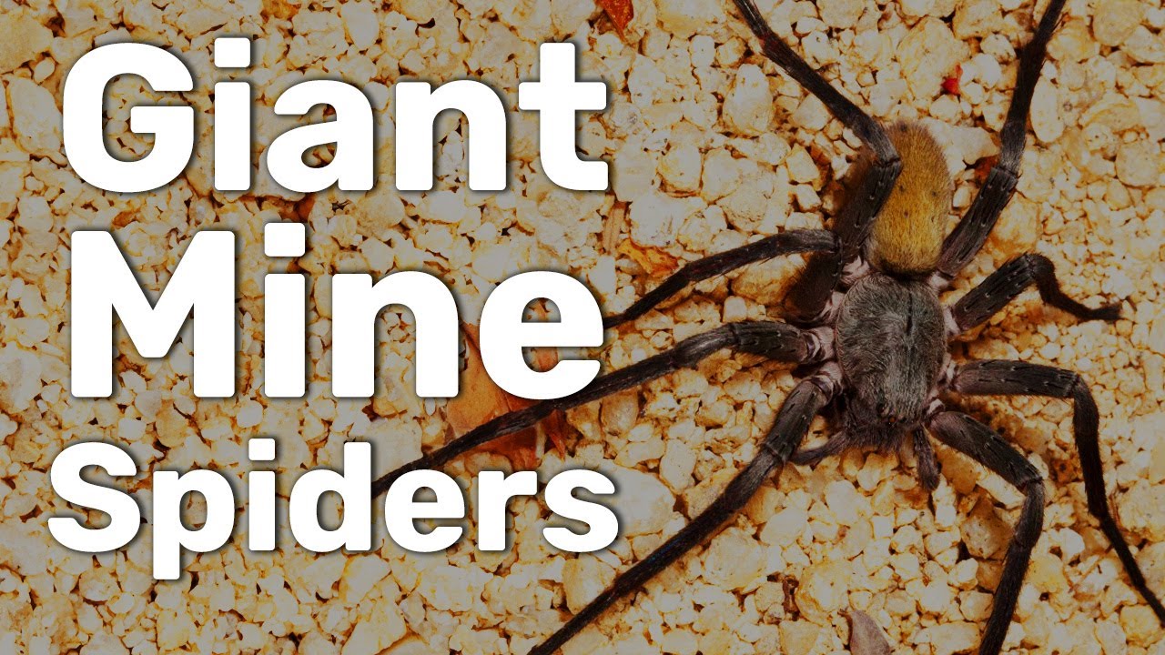 How Large Are Mine Spiders? - YouTube