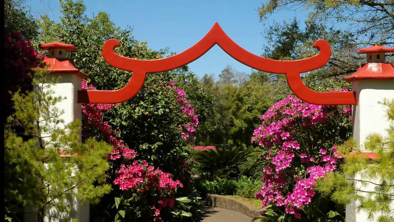 Azalea flower photo collection the most beautiful | The origin and ...