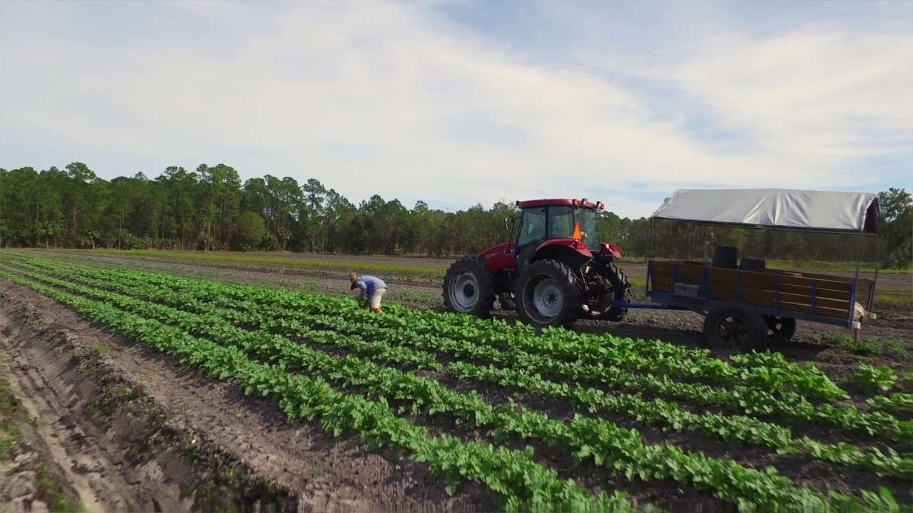The Barefoot Farmer - Promo - YouTube
