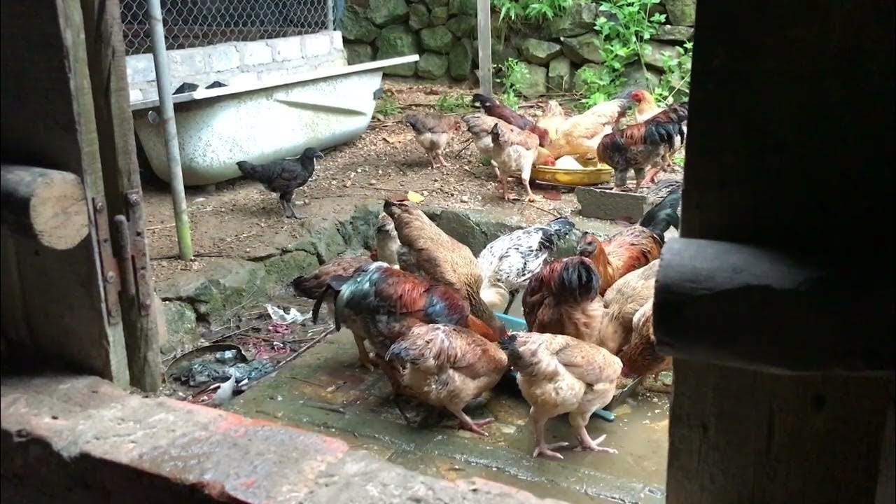 Backyard Chickens 101: Getting Started with Your Flock - YouTube