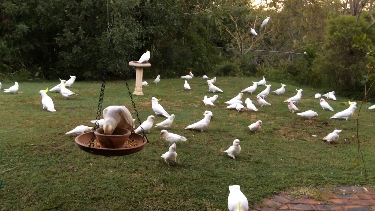Birds of Australia : Cockatoo & Corella - YouTube