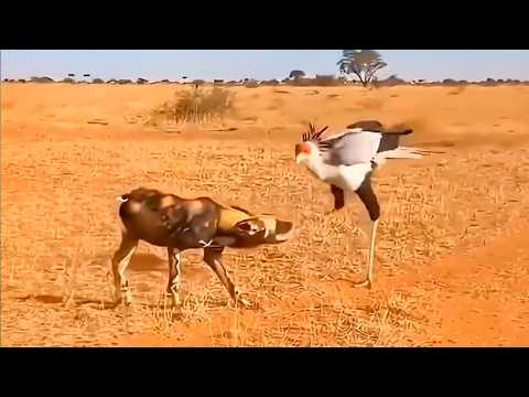 BU YARATIK KÖPEĞE BÖYLE BİR ŞEY YAPTI