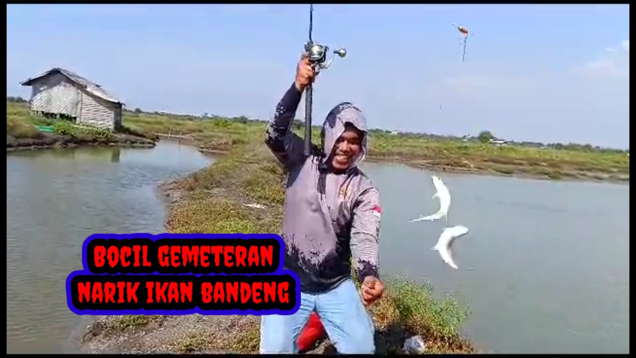 Mancing bandeng tambak, umpan bandeng media roti!! bareng angler junior ...