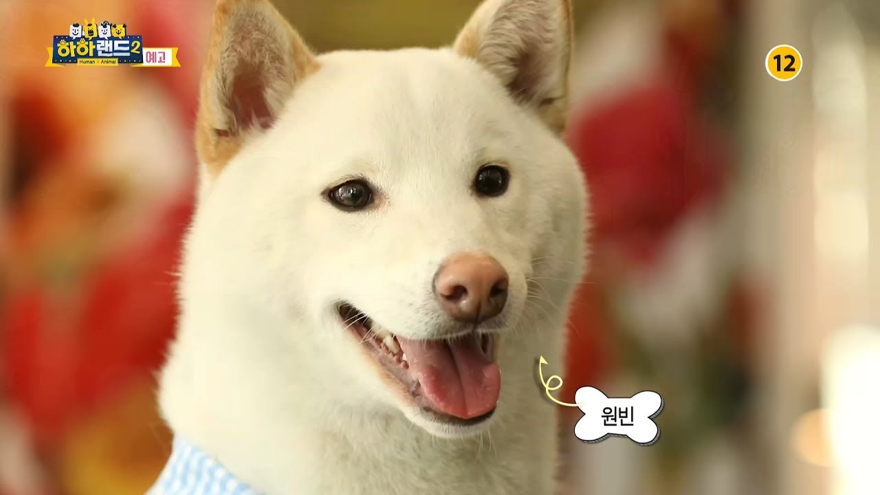 [Preview 따끈예고] 20180328 Haha Land 하하랜드 ep.8 - YouTube