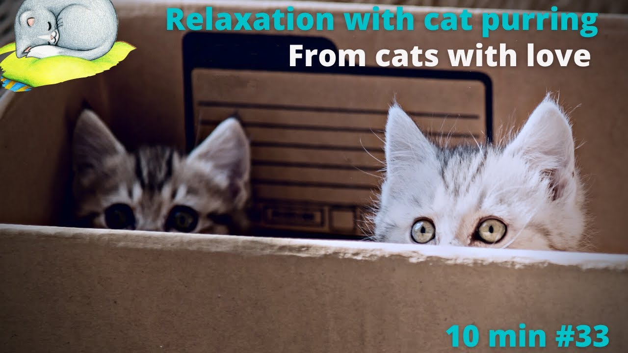 Cute Cat 😽Cat Relaxing to Calm Cute😽Cat Relaxing to Calm Music 🐈Cat ...