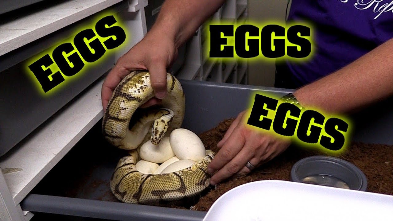 Pulling Snake Eggs, Christmas in July!! - YouTube