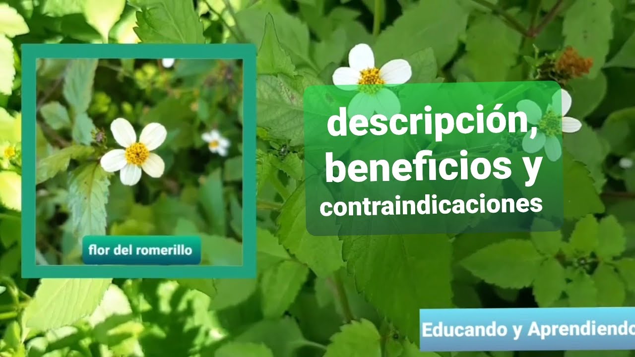 Plantas, bidens pilosa o romerillo blanco, amor seco,benefícios y ...