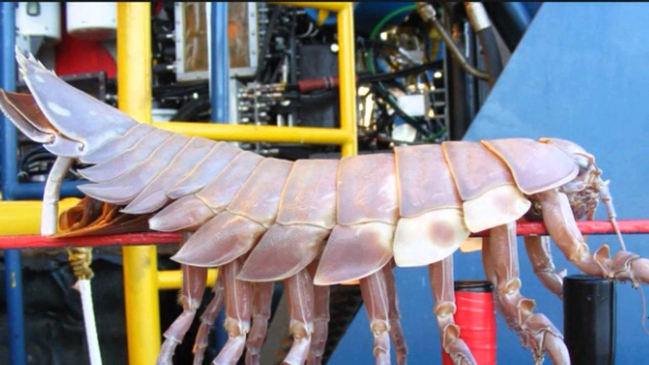 Giant Isopod - YouTube