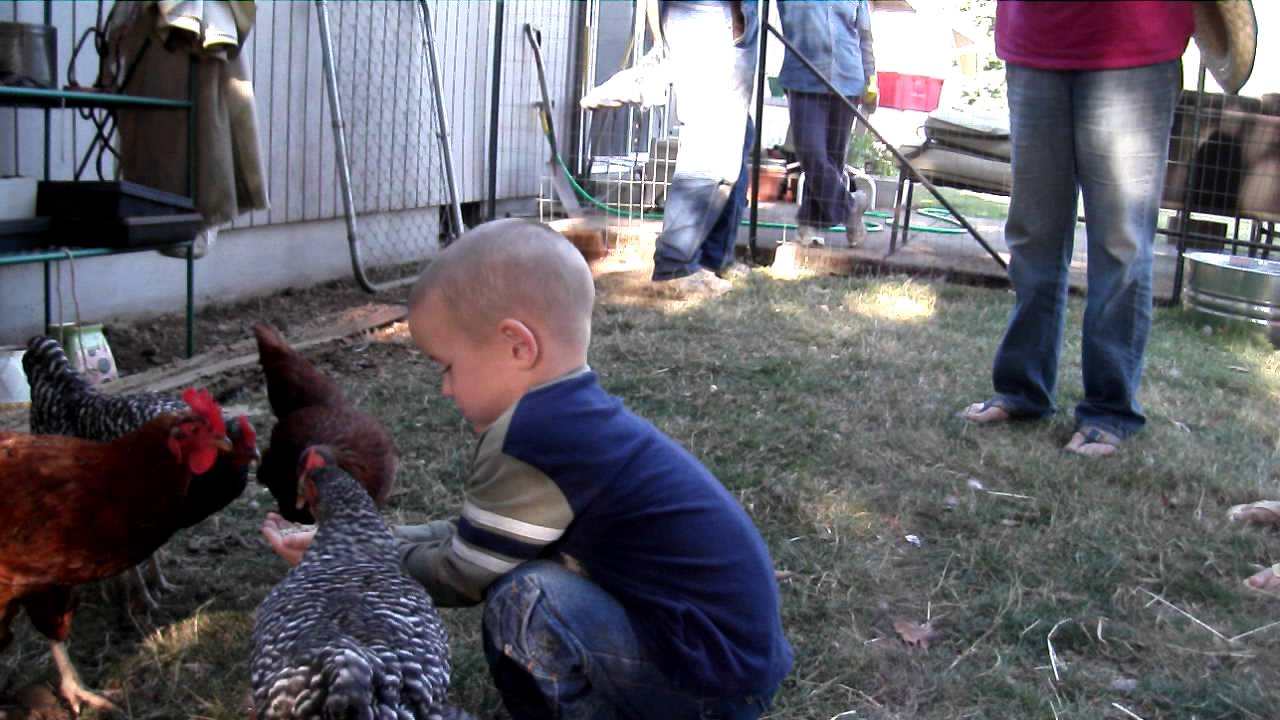 William feeding the hungry chickens - YouTube