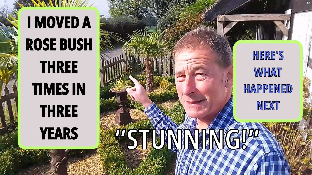 How to Move a Rose Bush - YouTube