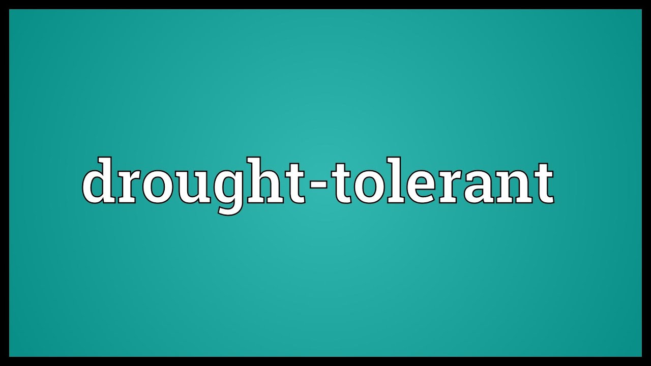 Drought tolerant Meaning YouTube drought-tolerant-meaning-youtube