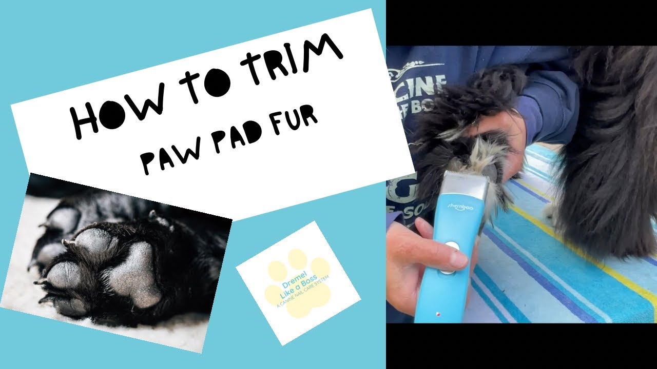 #17 How to Trim your dog's paw pad fur - YouTube