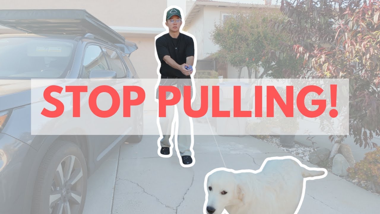 Leash Pulling Golden Retriever Puppy - YouTube