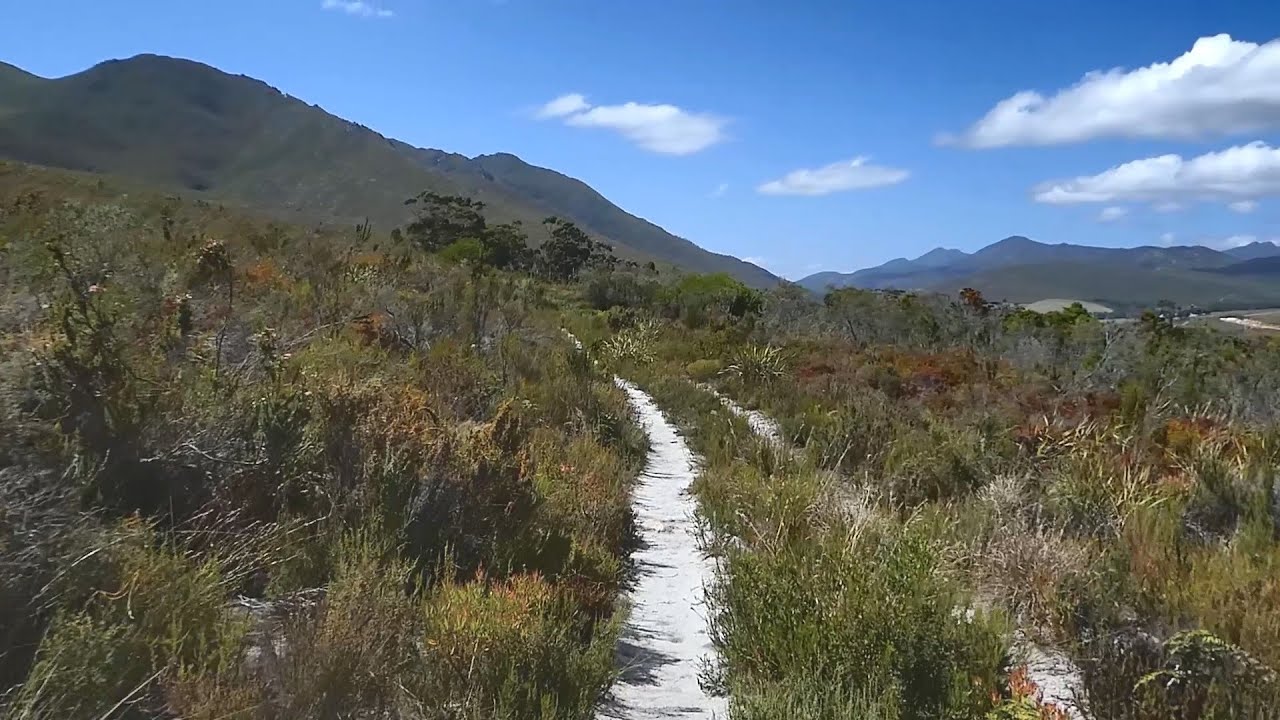 Fynbos Walk - Diversity of the Cape Flora - YouTube