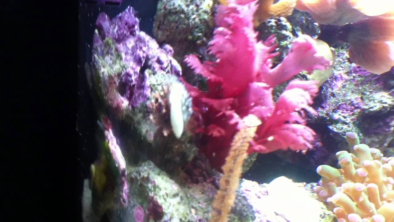 KENT BIO REEF MARINE AQUARIUM 90L CORAL MARINE FISH NANO T5 LIGHTING ...