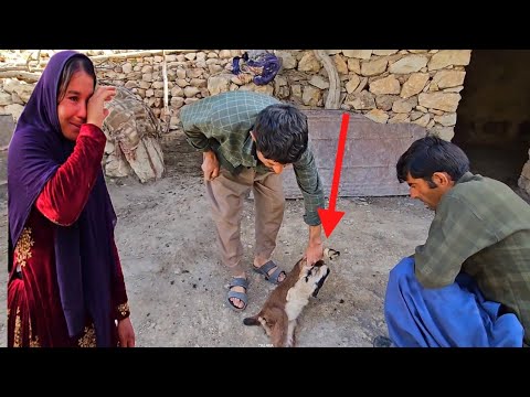 😱😭The grief of Tuba, a nomadic woman, over the loss of her goat.