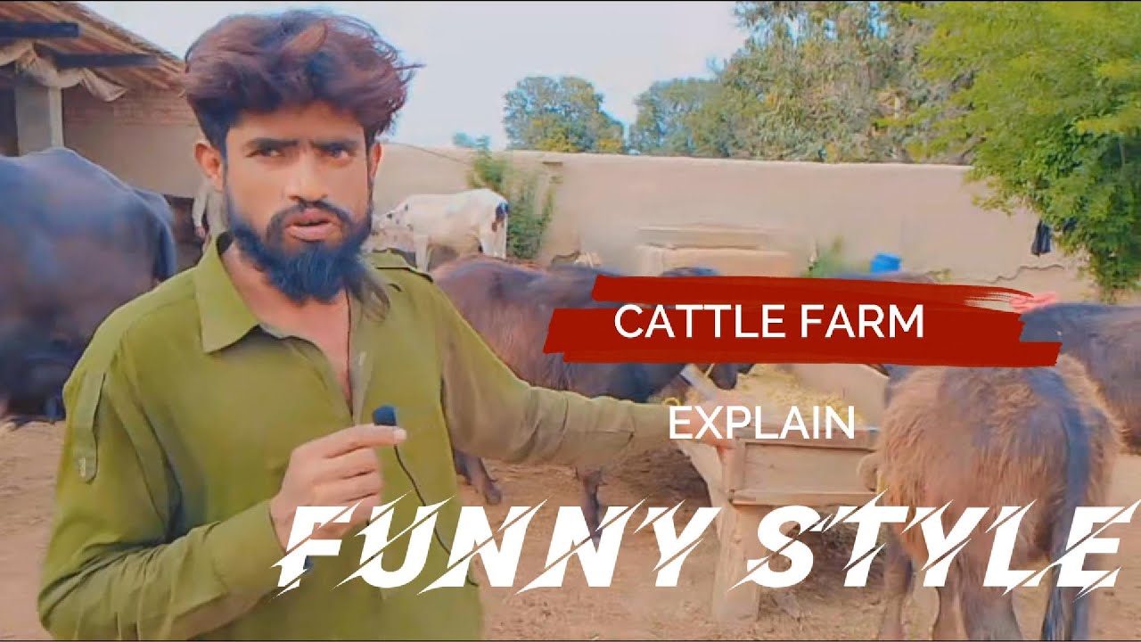 Cattle farm, cattle farm exploring funny style & funny animals video ...