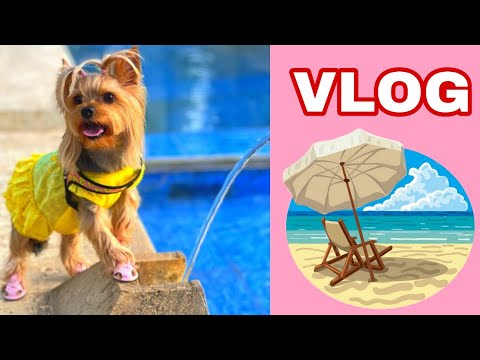 DOG VLOG: Гуляем в классном парке с собакой в Израиле // На пляже с собакой - YouTube