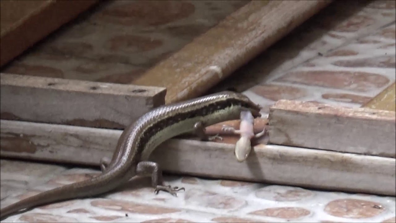 Striped Tree Skink eats Lizard | Mengkarung makan cicak - YouTube