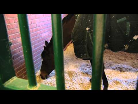 H&M - We Love Horses - Malin shows her stable and her horses - YouTube