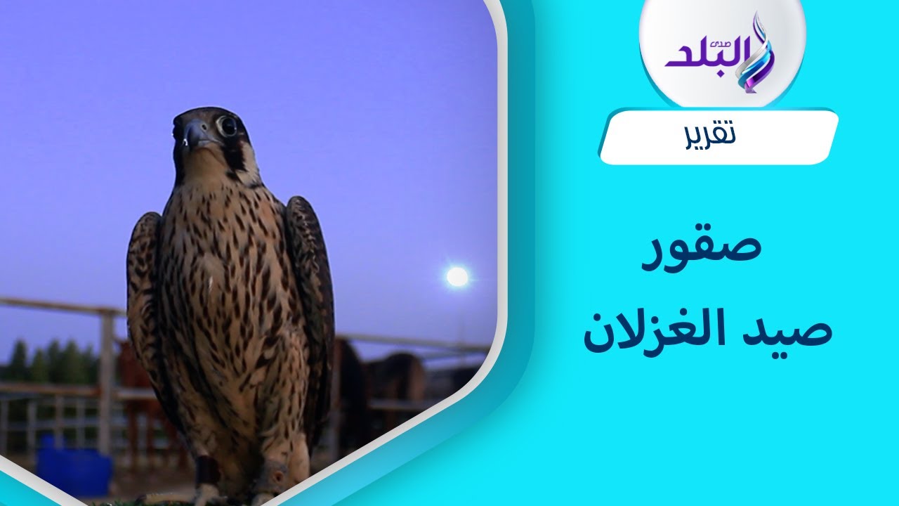 صائد الغزلان الصقر شاهين من اغلى الصقور بالدول العربية Youtube