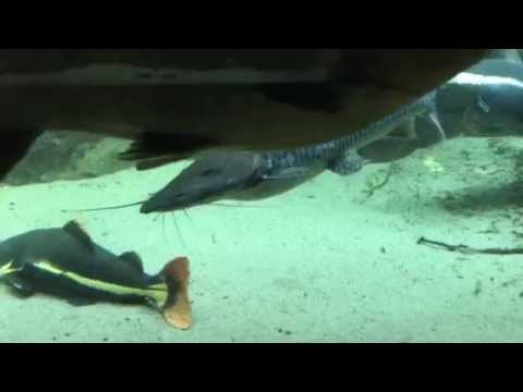 Predator Amazon fish - Den Blå Planet Danmark - YouTube