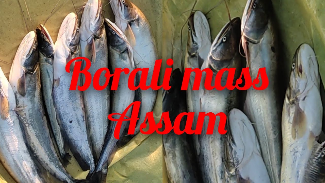 Daily local fish market in Assam।। desi masli market assam।। - YouTube