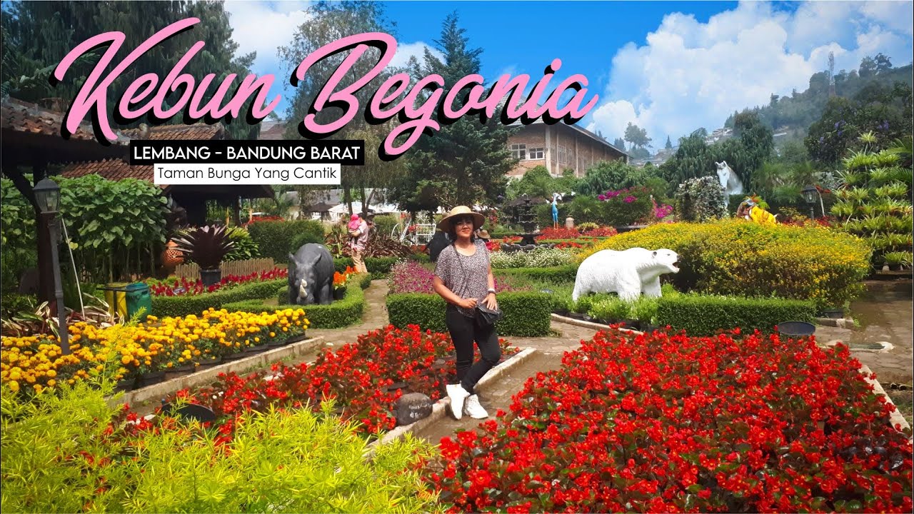 WISATA KEBUN BEGONIA LEMBANG - TAMAN BUNGA CANTIK DI LEMBANG BANDUNG ...