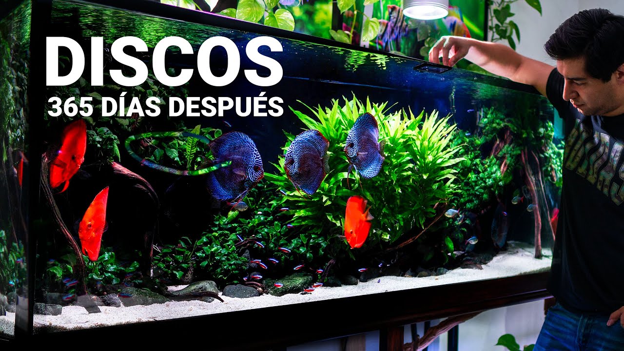 Un Año con Peces Disco: Lo Bueno, lo Malo y Todo lo que Debes Saber ...