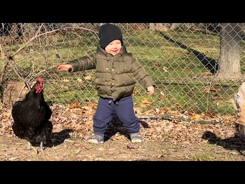 Wyatt and the chickens 11.26.23 - YouTube