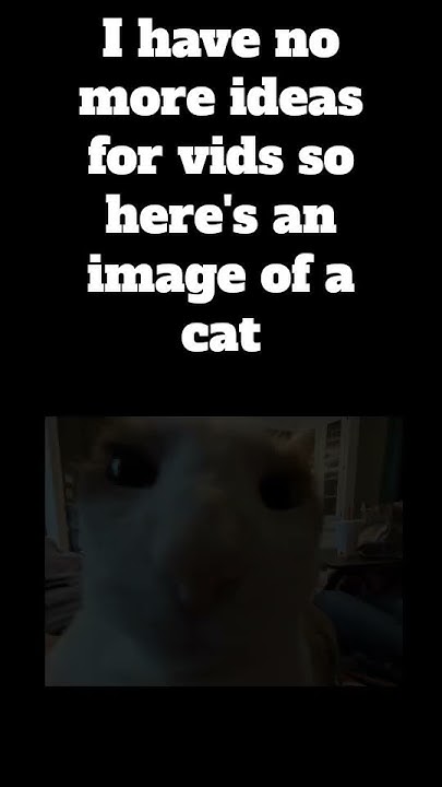 Cat Memes Fyp Cat Shorts Youtube