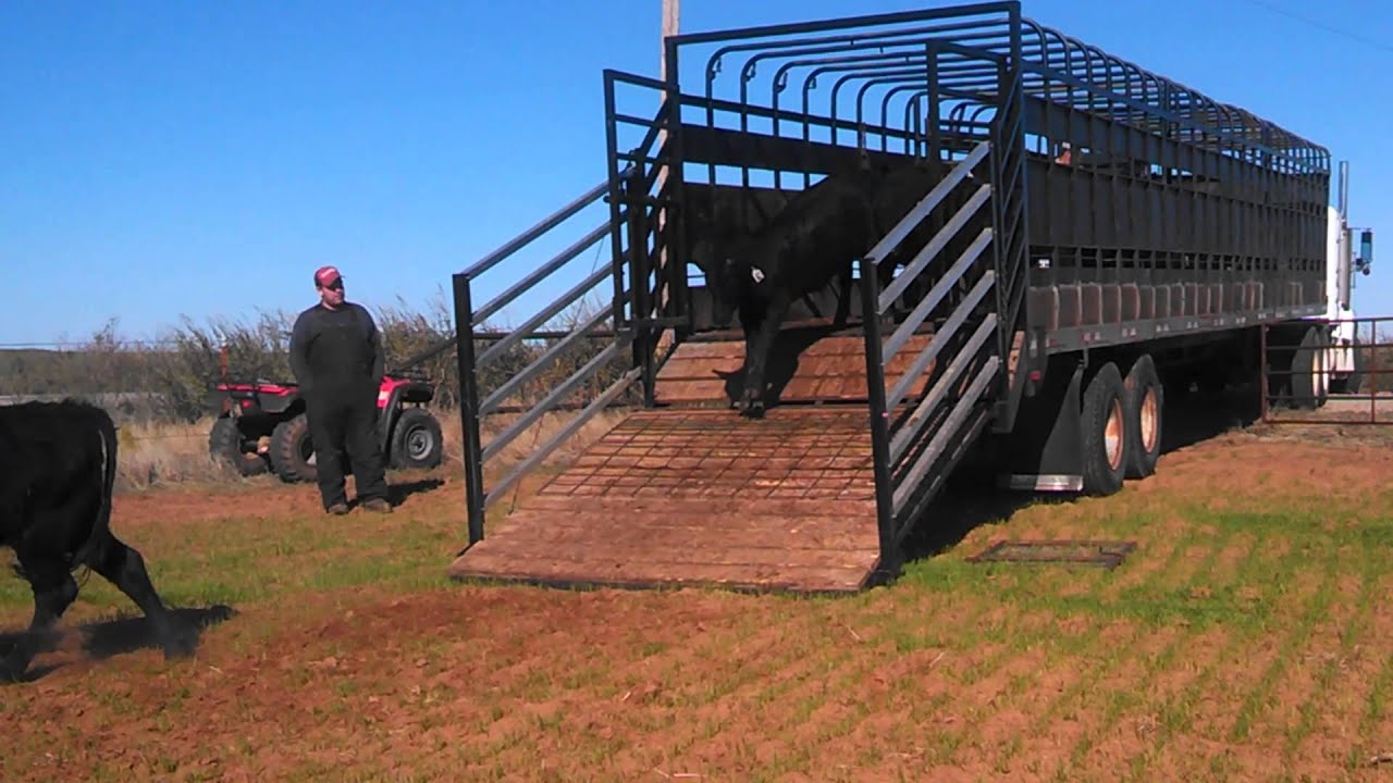 Calvin unloading Calves in his ground load he built - YouTube