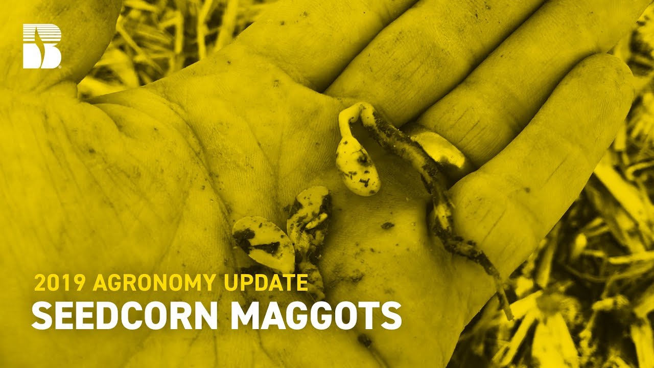 Seedcorn Maggots | Beck's Agronomy Update - YouTube