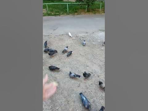 грустный голубь/ белый голубь или как работает общественное мнение ...