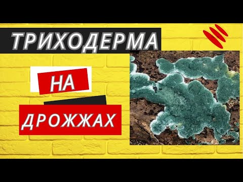 Растим триходерму на дрожжах - YouTube