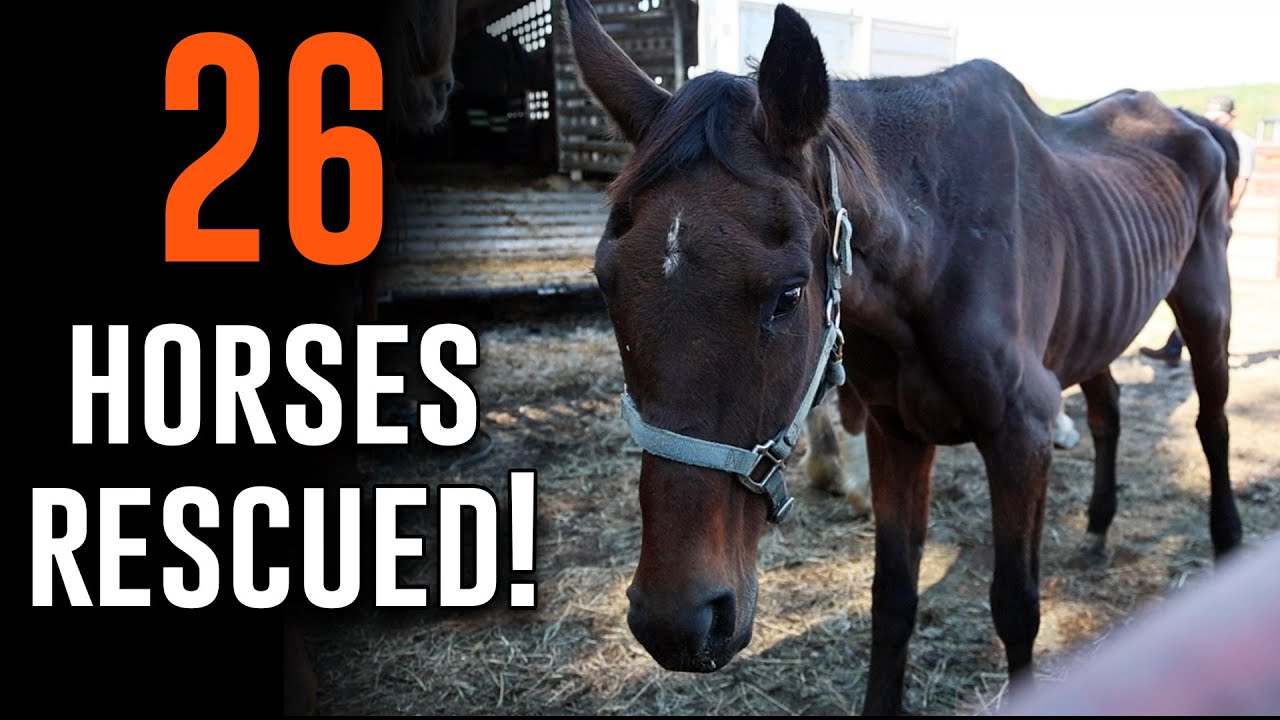 26 Horses Rescued! - Horse Plus Happenings Vlog #17 10/22/2024 - YouTube
