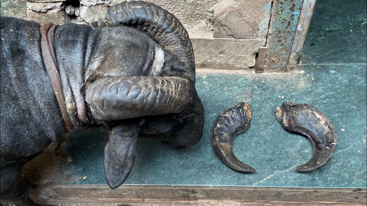 “Sheep Horn Cutting Process | Complete Tutorial” - YouTube