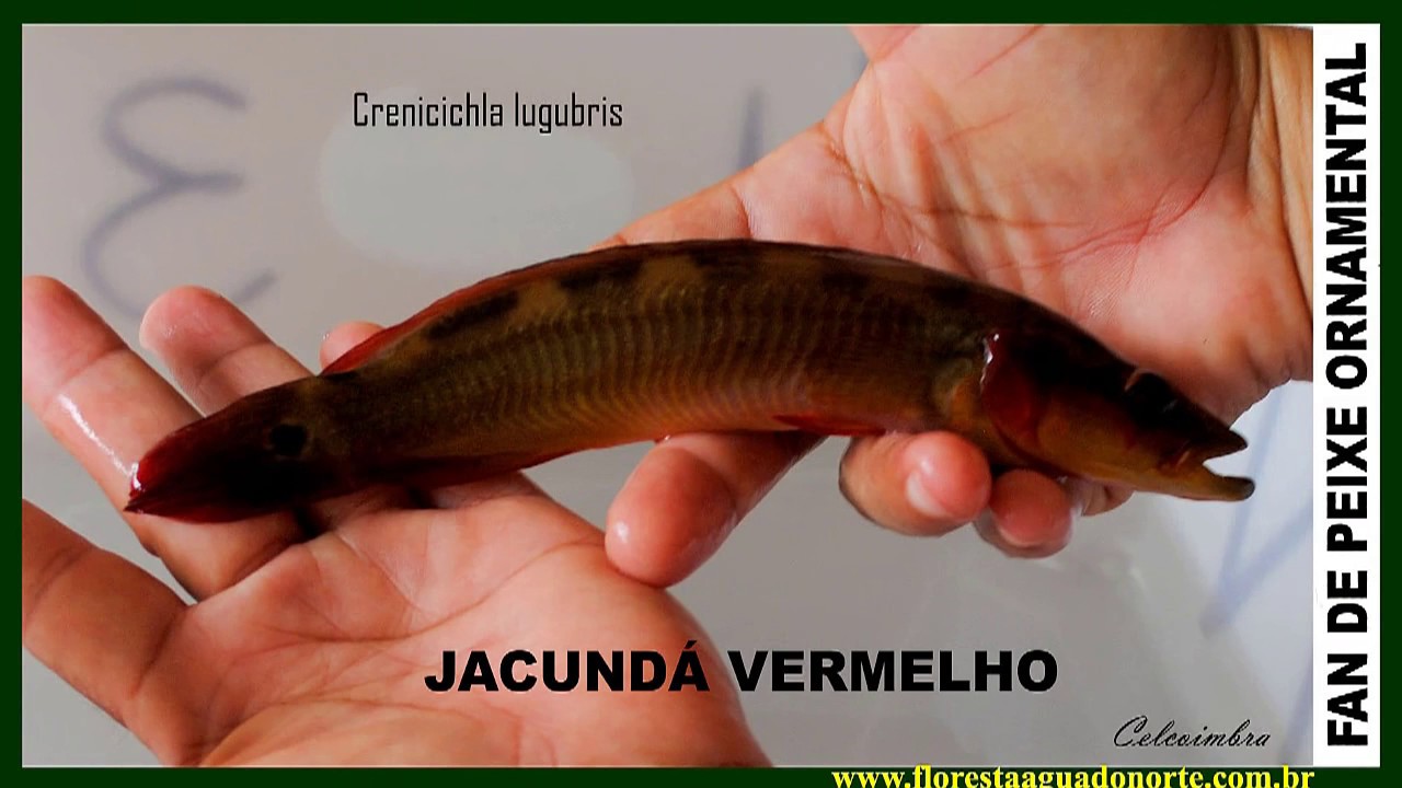 FAN DE PEIXE ORNAMENTAL - Pike-cichlid - Jacundá Vermelho - Crenicichla ...