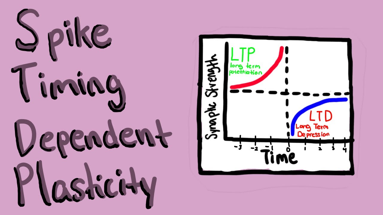 Synaptic Plasticity and STDP in Learning/Memory | Breakthrough Junior ...