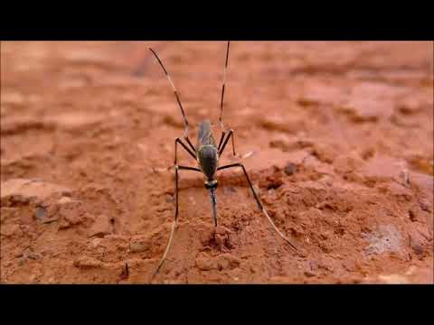 sivrisinek kovucu ses akımı